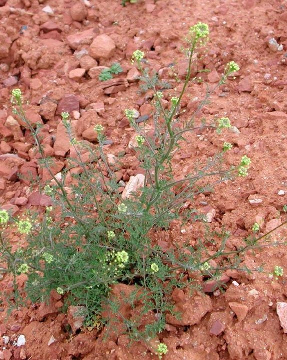 Home - Stinknet Stay Away