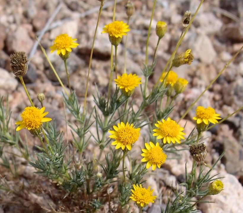 Home - Stinknet Stay Away